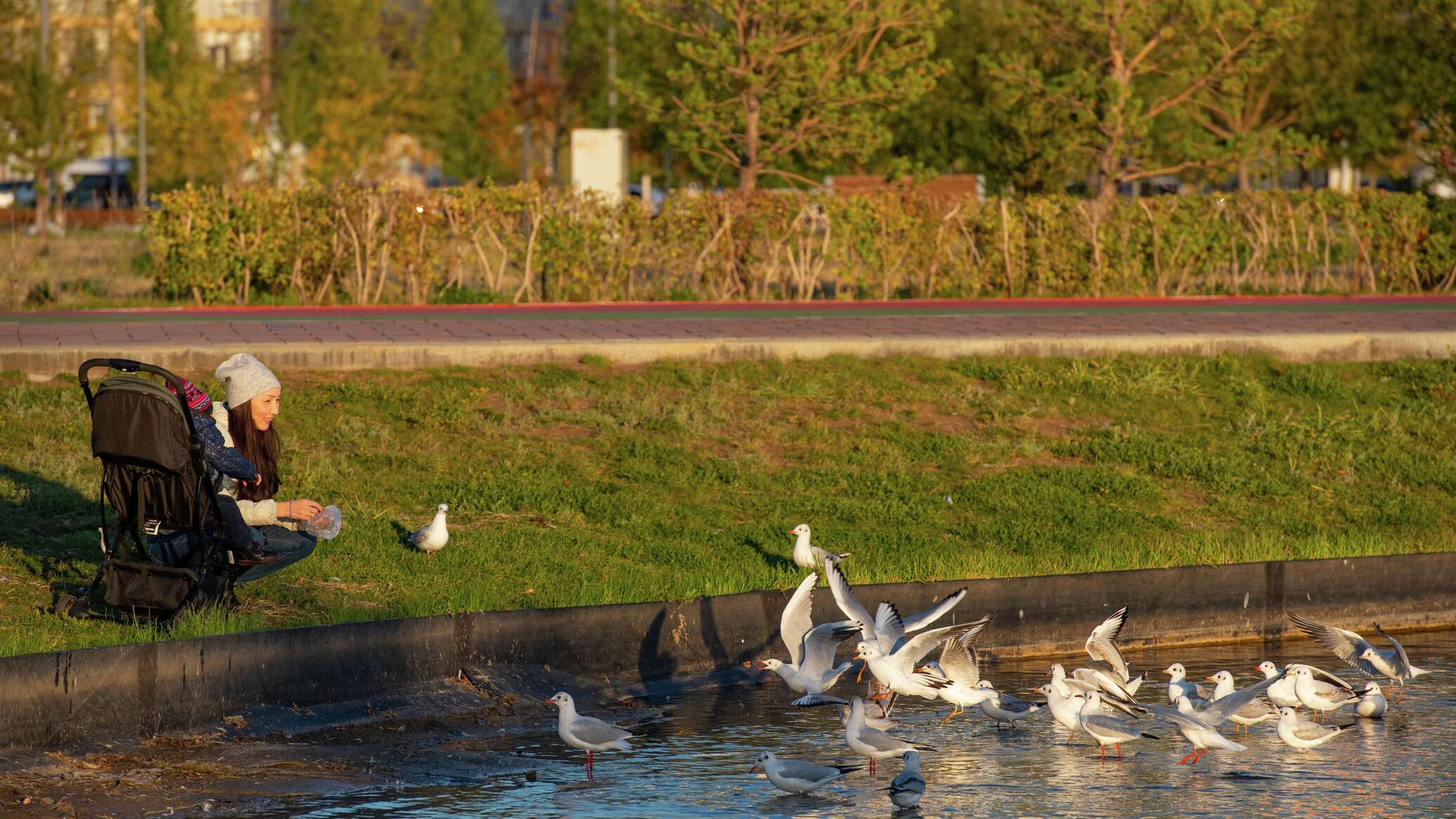 Аулада құстар мен иесіз жануарларға жем беретіндерге айыппұл салына ма ...