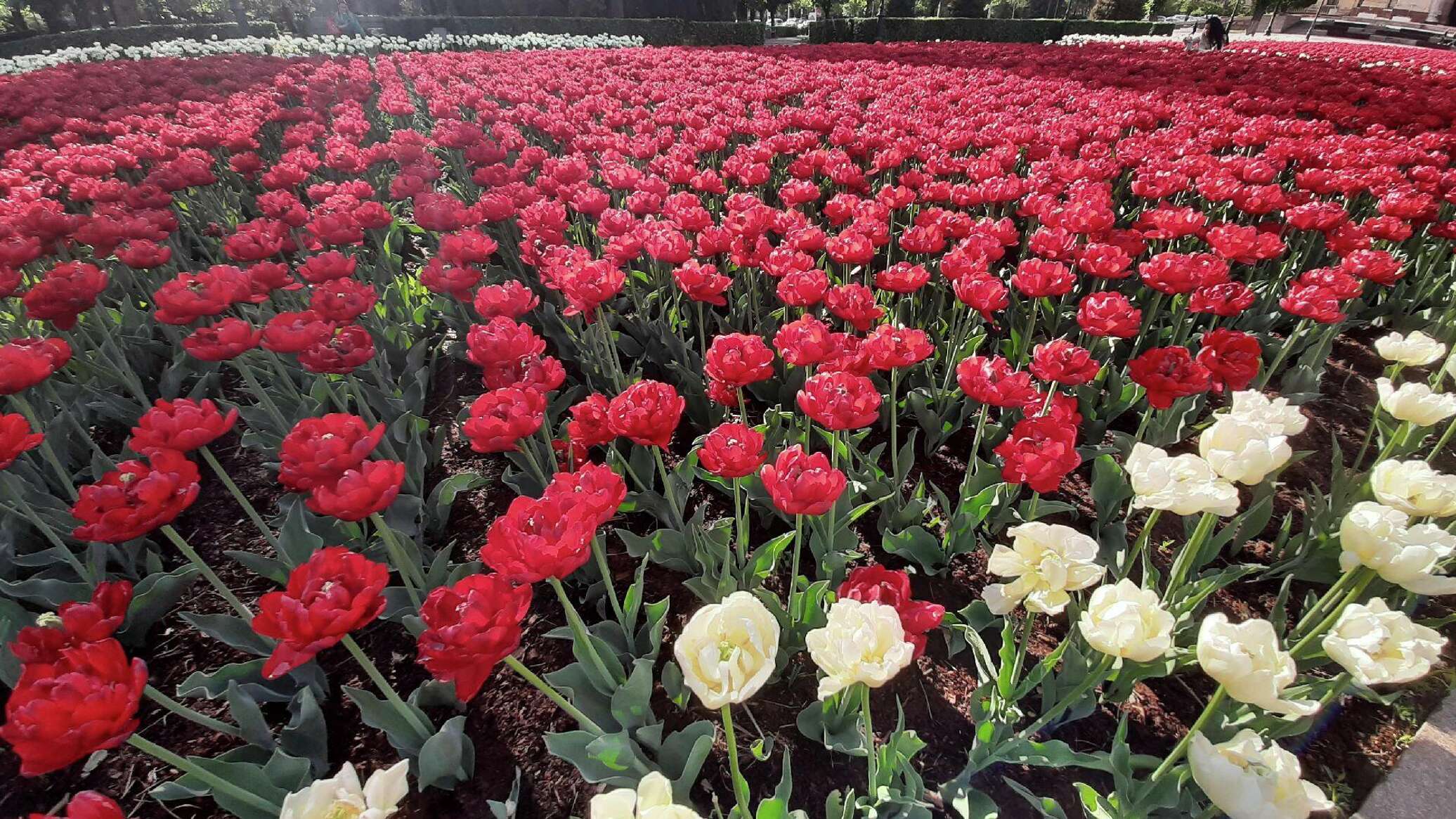 Жамбыл облысында қызғалдақтардың табиғи паркі ашылады - 12.05.2024 ...