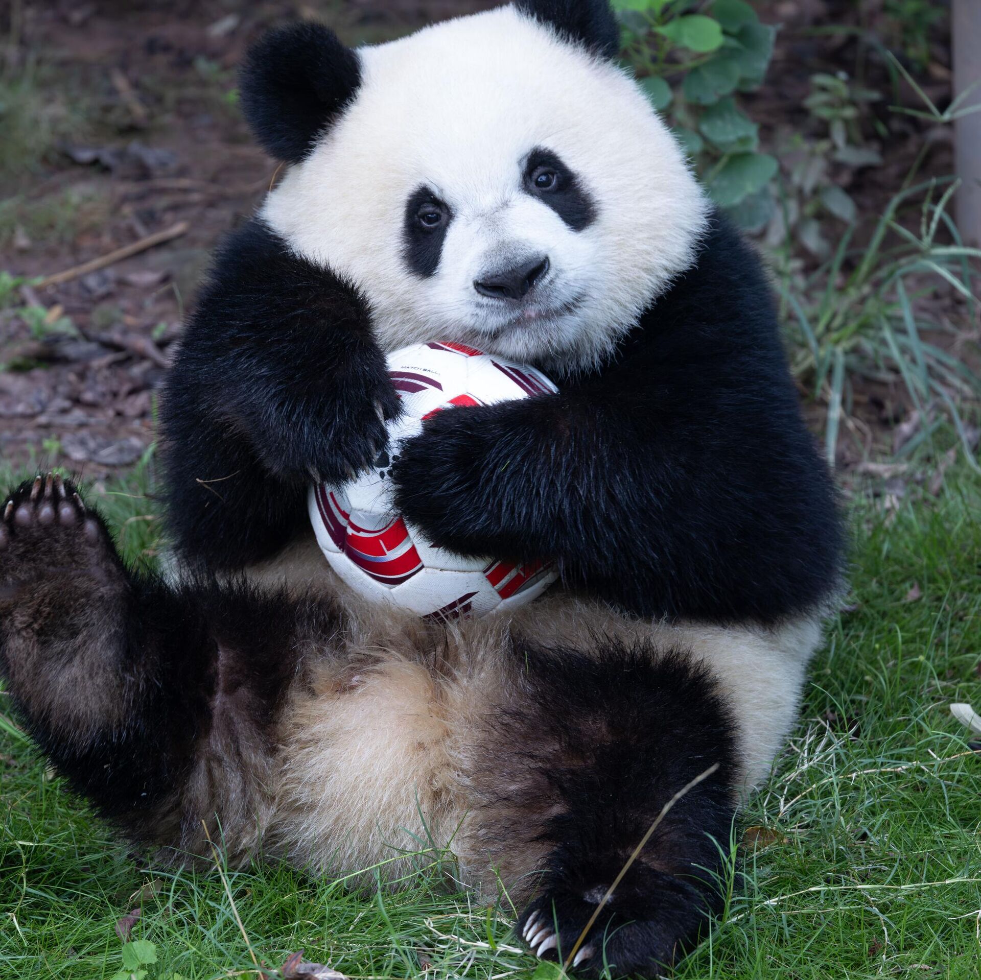 "Ветреный" Трамп и малыш-панда на спорте: самые забавные фото недели ...