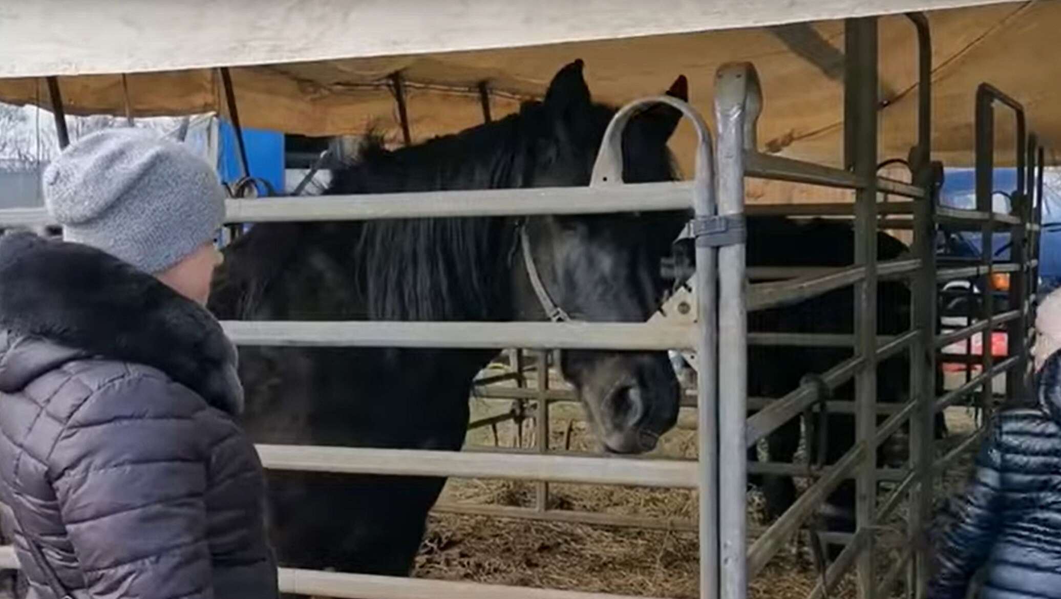 Цирк на карантине: как в Риге помогают четвероногим артистам - видео ...